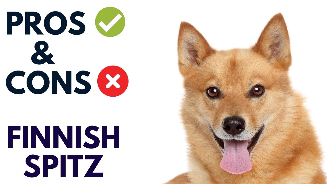 Finnish Spitz Pros and Cons | Finnish Spitz Advantages and Disadvantages   #AnimalPlatoon