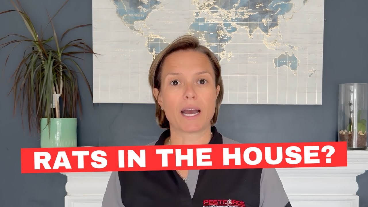 How to Get Rid of Rats | Expert Advice from Natalie Bungay (Pestforce UK)