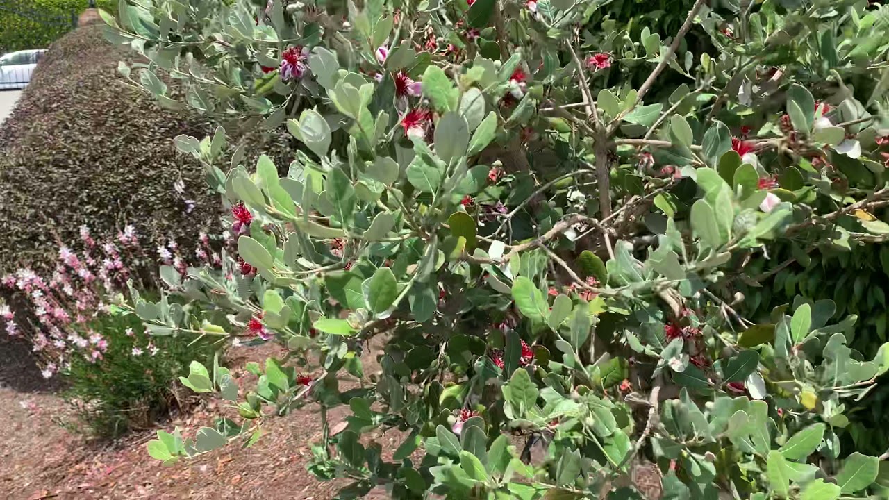 Pineapple Guava Tree -