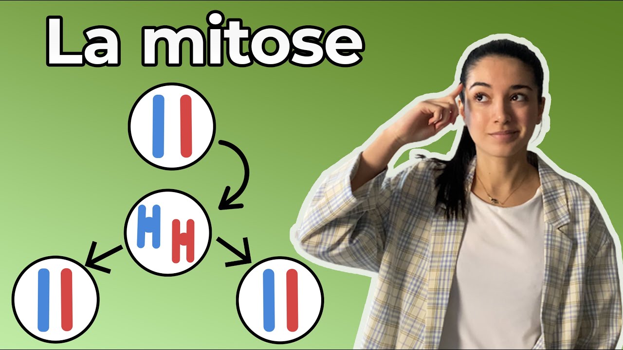LA MITOSE - 3ème (Collège) - Ton cours de SVT en moins de 5 minutes