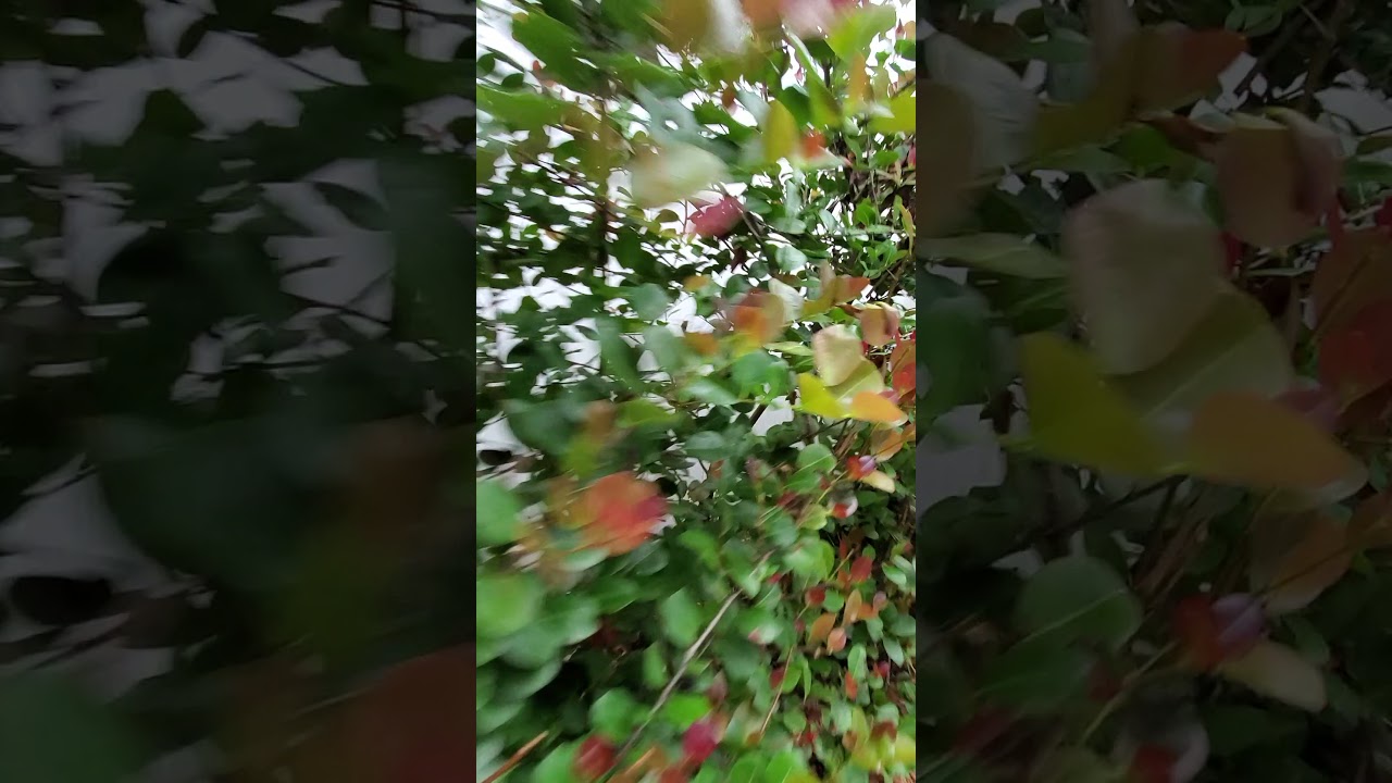 Cocoplum, a Florida native. 🌱 Fabulous bushes to plant near your  onstage Springs home. #shorts