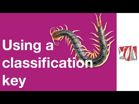 What are classification keys? Video Lecture - Year 4 Science
