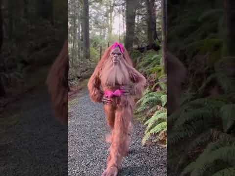 funny cat monkey dance video #cat #monkeydance #catdance