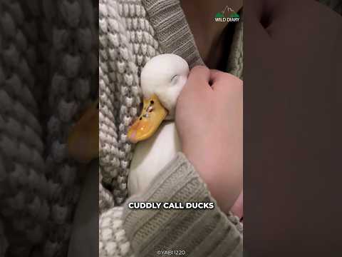 Call Duck | Most Popular Pet Duck Breed