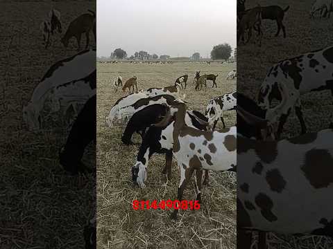Farming goats grazing