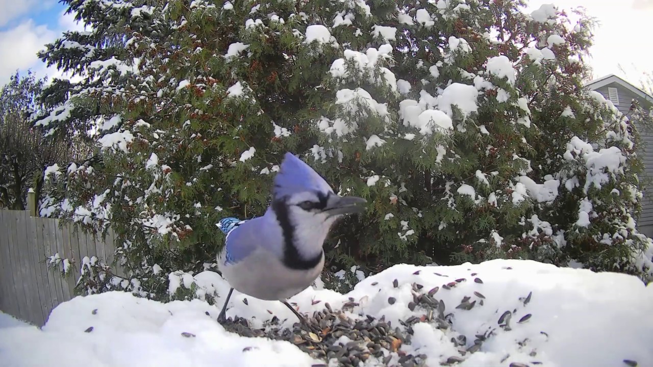 First Blue Jay Of Winter