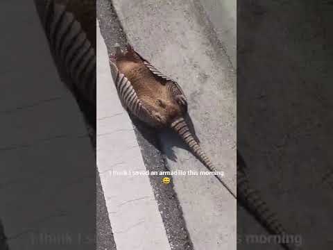 I "saved" an armadillo this morning π