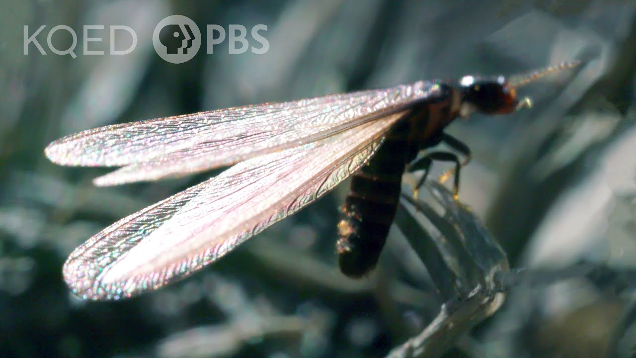Flying Termites Take a Dangerous Journey to a New Life | Deep Look