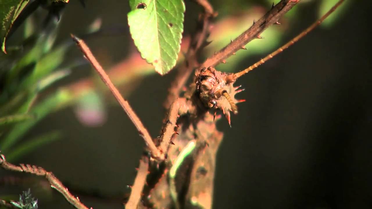 Australian Walking Stick-Cincinnati Zoo