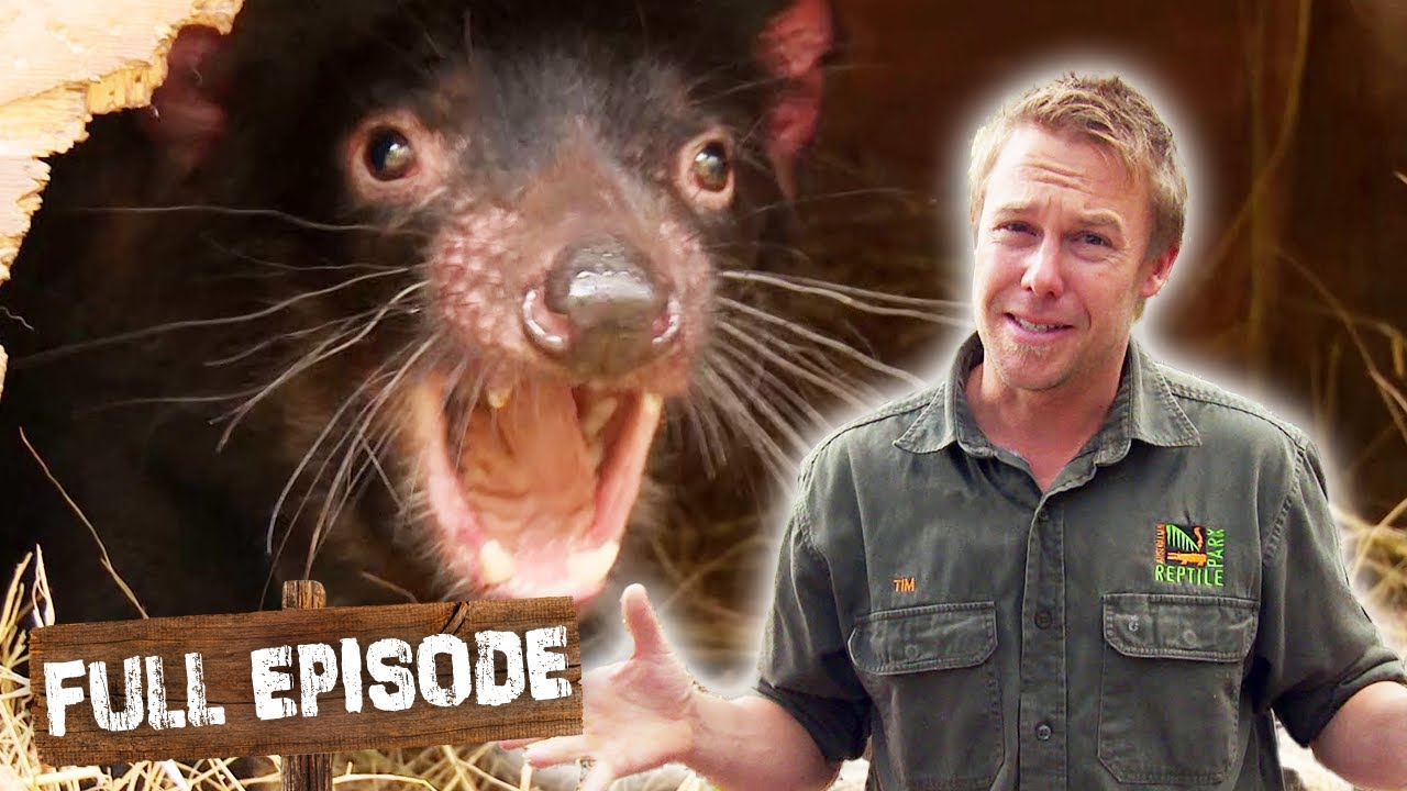 How Did This Tassy Devil Have a Baby Outside Of Breeding Season?! 🤔 | WLTF S02 E15 | Untamed