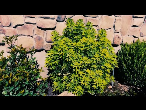 Sundance Mexican Orange- Choisya ternata | One of the Absolute Best Plants For a Western Garden