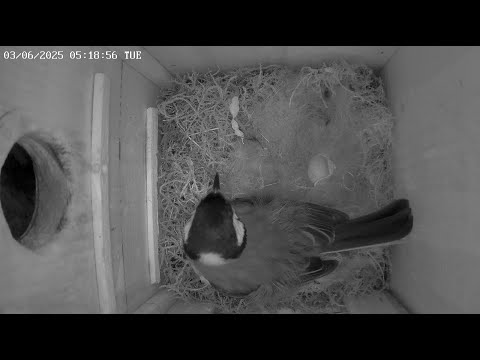 2025-06-03 Vienna - Great Tit Lays First Egg in Nest Box 1 (Summer Clutch Begins)