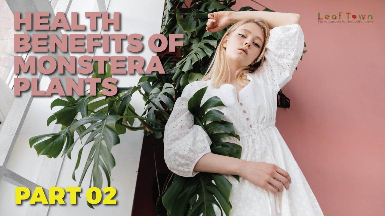16 Amazing Uses and Health Benefits of monstera Plants | Part 02 | Leaf Town