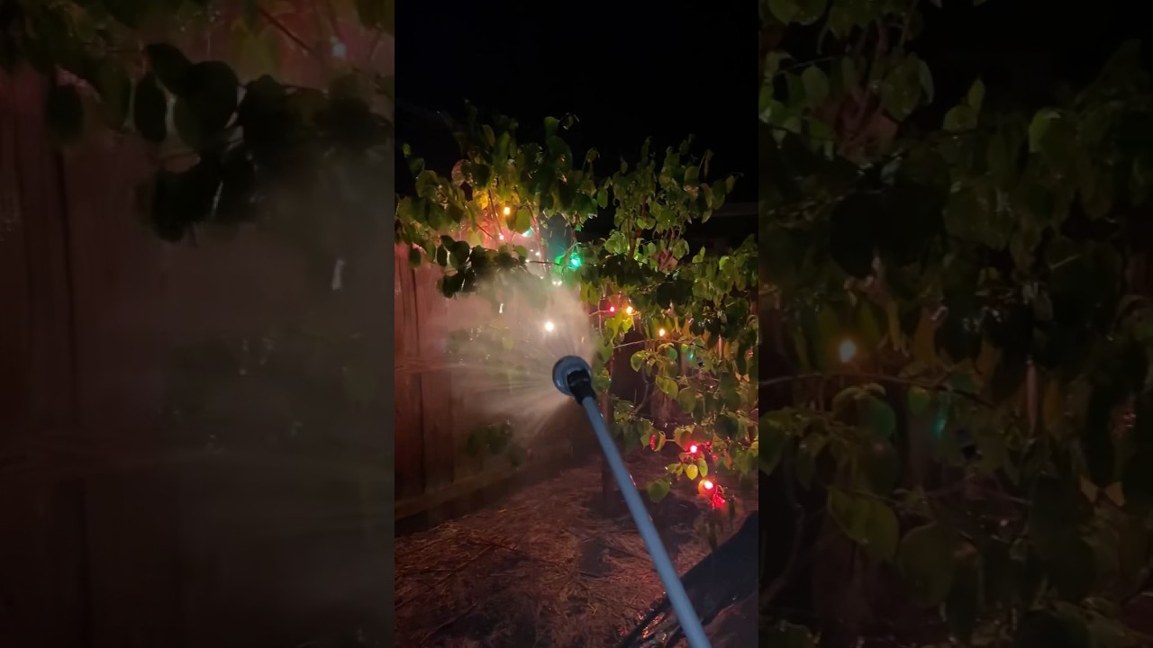An Easy Way To Protect Fruit Trees From LATE FROST!
