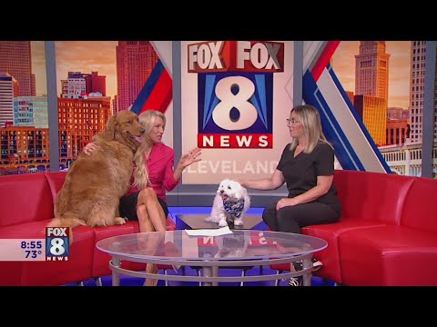 Tick related illnesses on the rise - Why it's so important to protect your dog