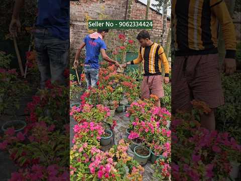 📌450+ colour Bougainvillea Plants | Online Sale | Paper Flower Combo | Low Price Baganbilas