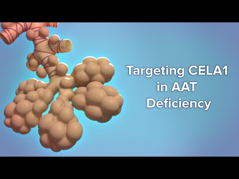 Targeting CELA1 in AAT Deficiency | Cincinnati Children’s