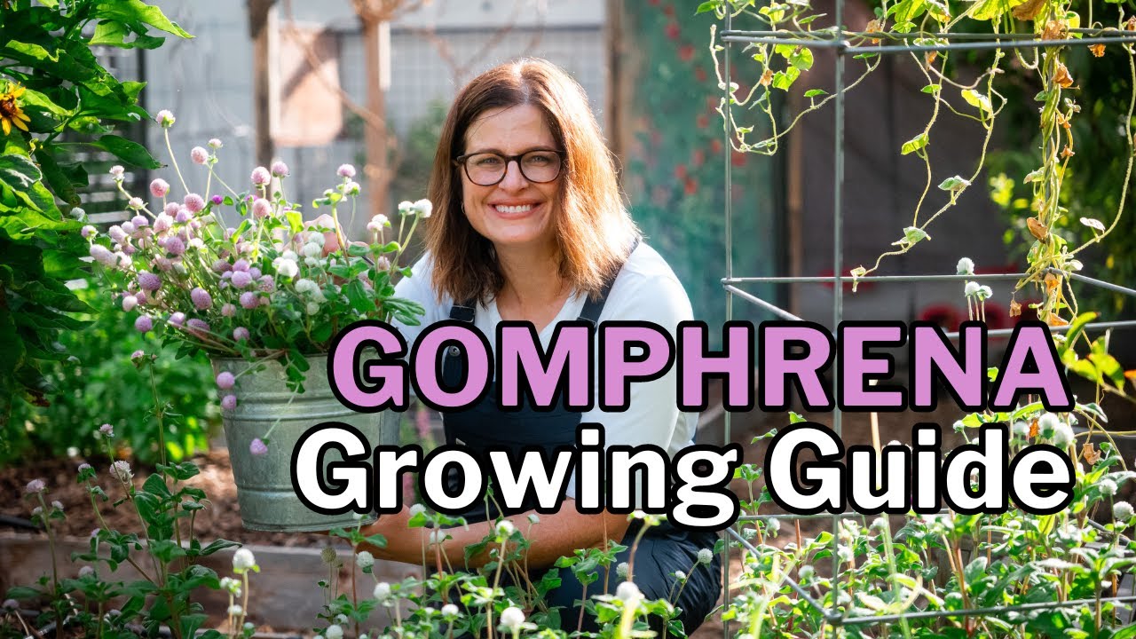 GOMPHRENA (Globe Amaranth): Vibrant, Heat-Loving Blooms All Summer Long