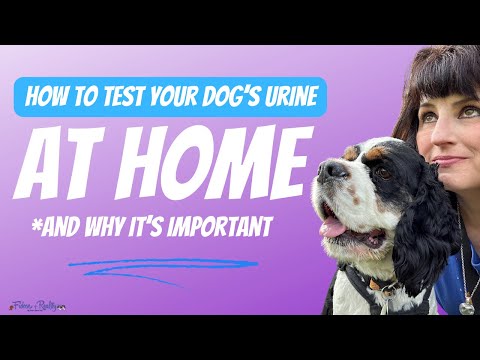How To Test Your Dog's Urine at Home (and Why)