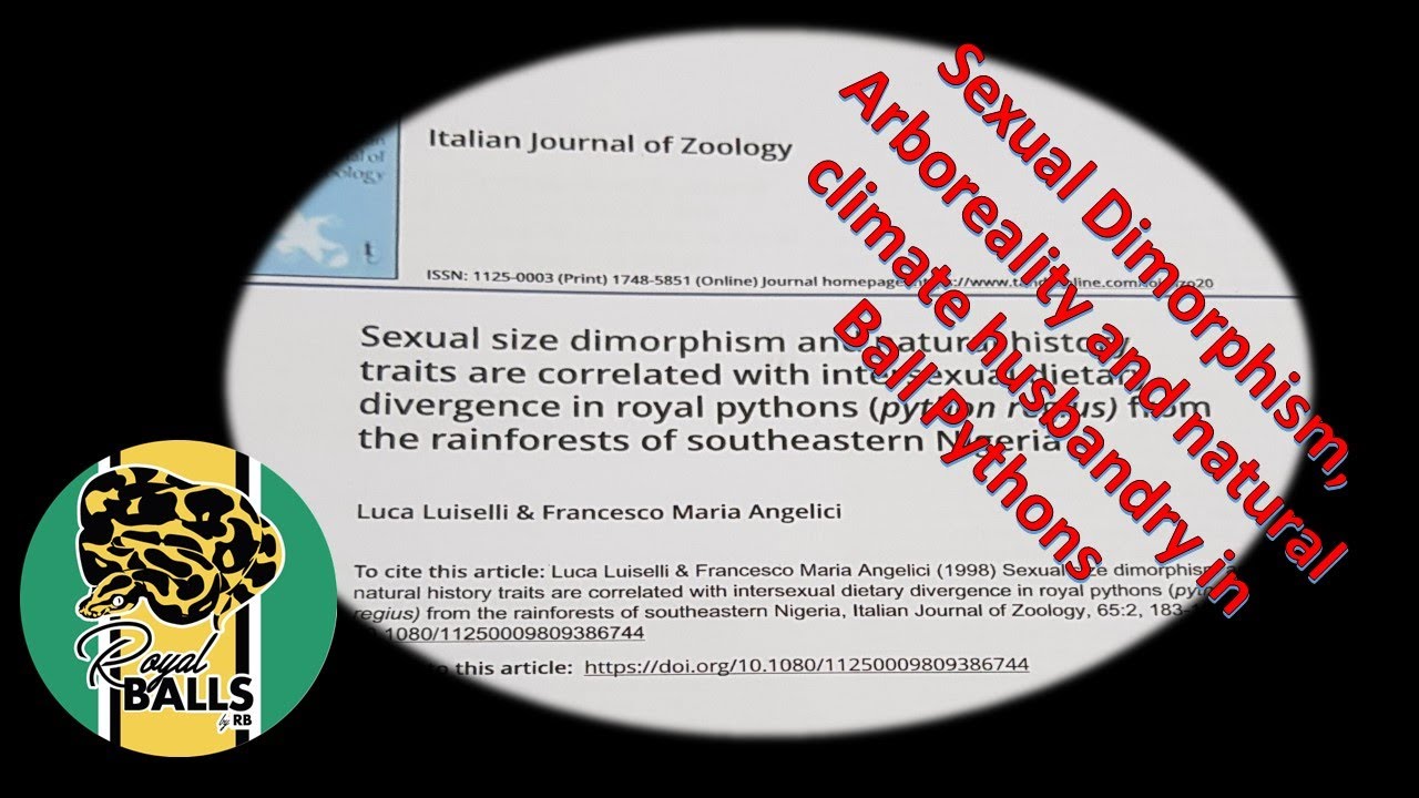 Breeding Ball Pythons; Sexual Dimorphism and Arboreality in Ball Pythons.