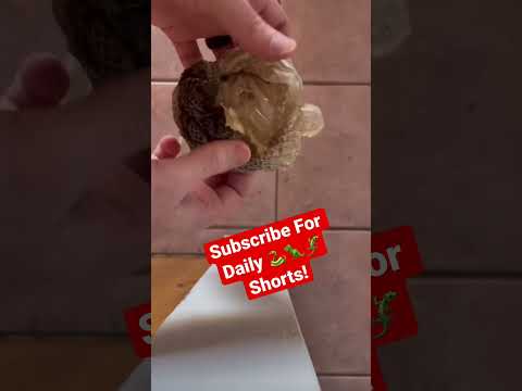 My Boaโs Largest Shed Skin Yet! ๐ #shorts30