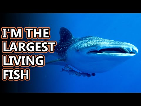 Whale Shark facts: not actually a whale | Animal Fact Files