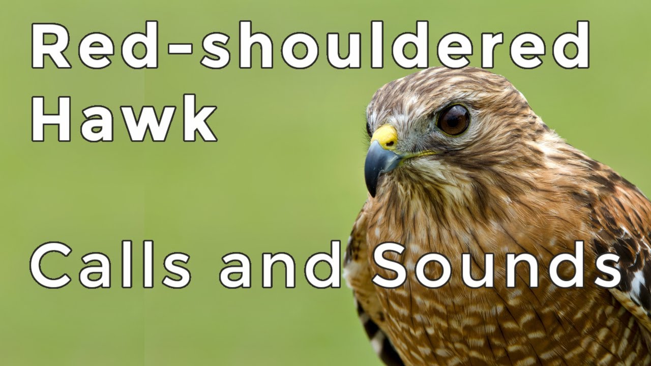 Red-shouldered Hawk Calls and Sounds (2025) - Have you heard this forest raptor before?