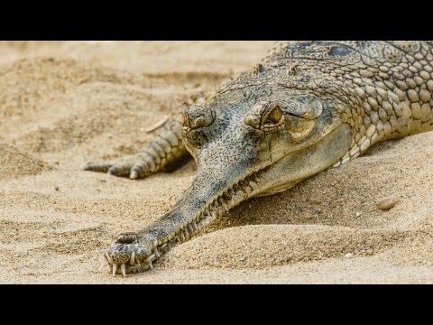 GHARIAL - Ancient Guardians of the River