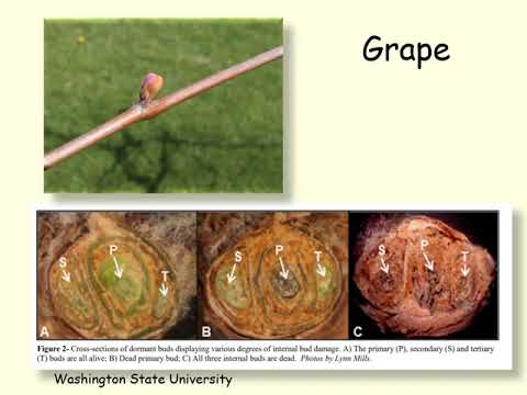 Fruit Spring Freeze Injury