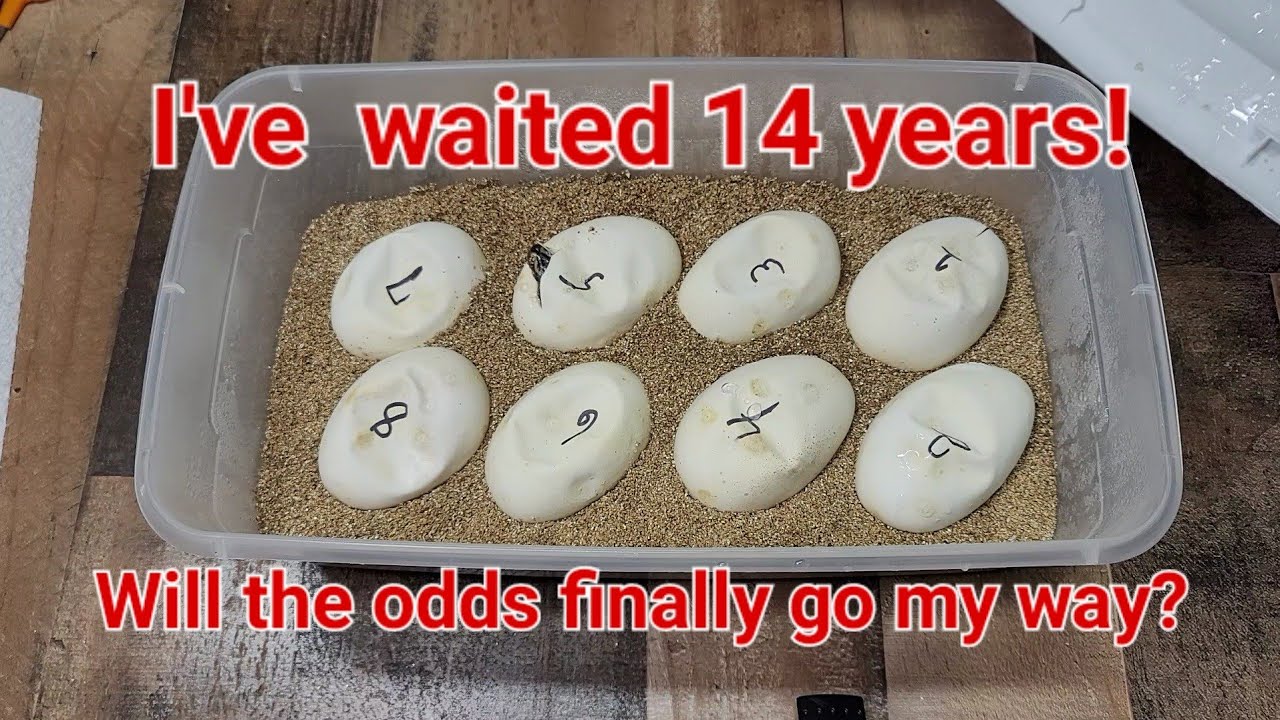 Will my dream come true after 14 years? Ball Python Clutch Cutting 🐍