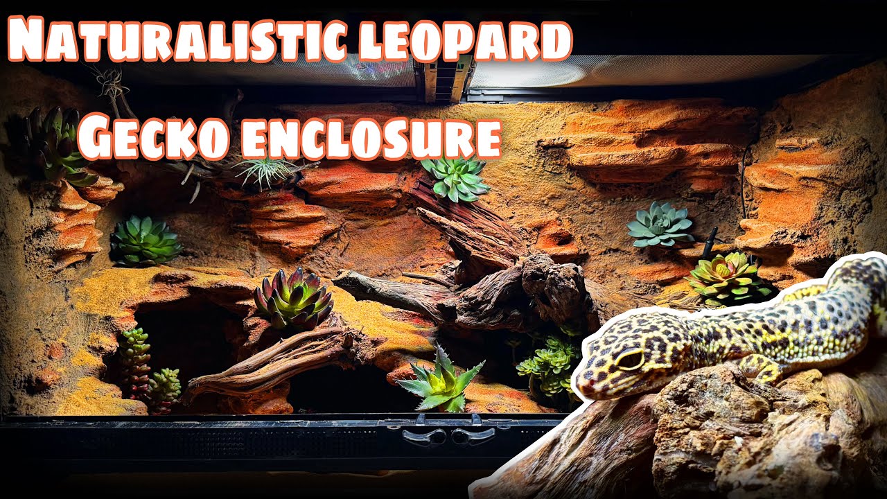 Making a naturalistic leopard gecko setup
