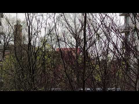 Subway Sounds and Purple Flowers: A Serene NYC Stream