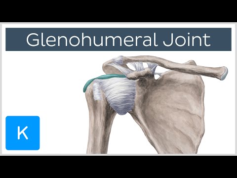 Glenohumeral (Shoulder) Joint - Definition - Human Anatomy | Kenhub