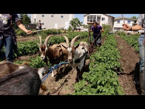 How We Harvest Potatoes/860 Hills/Tilling with Goats/"Eating" Earth Worms!