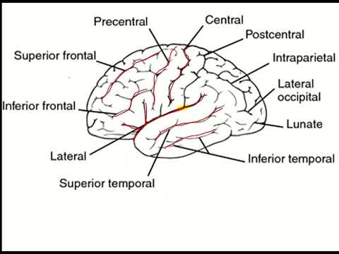 Sulcus of superior lateral surface of cerebrum