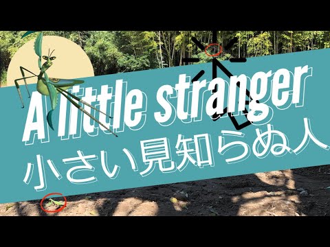 Mantis カマキリ - Giant praying mantis in Japan.