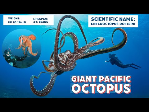 "Secrets of the Giant Pacific Octopus: 15 Amazing Facts About Giant Pacific Octopus"