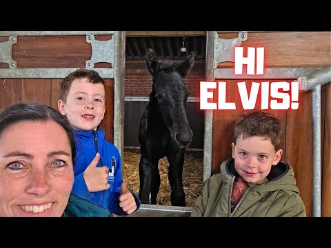 Wow! Teije Rein is already being ridden! | Say hi to Elvis. | Very good help! | Friesian Horses