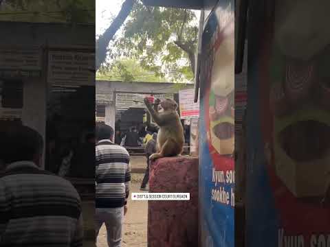 District court Gurugram #viralvideo #shorts #youtubeshorts #gurgaon