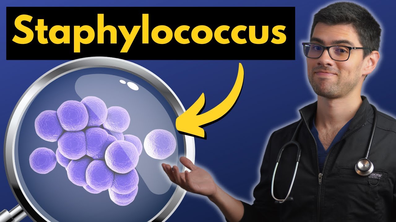Staphylococcus Explicado Claramente | Microbiología Médica
