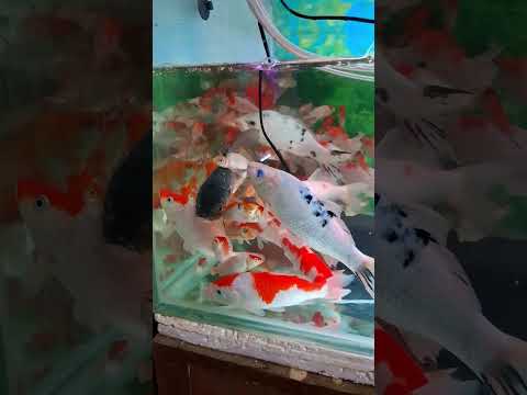 ikan hias koi dalam akuarium #ikanhias #ikancupang #ikankoi