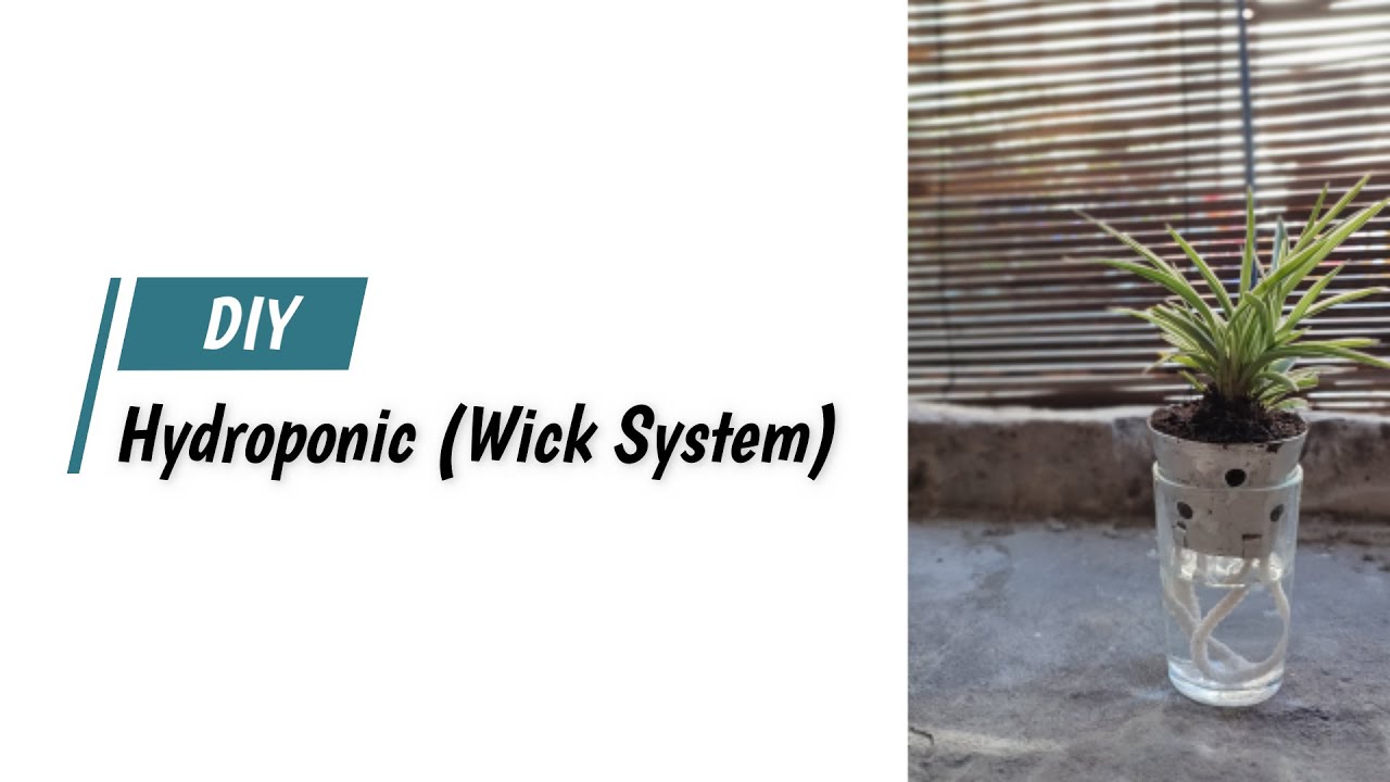 Hydroponic Wick System | A Guide How to Make and Plant Care | HIDROGANIK