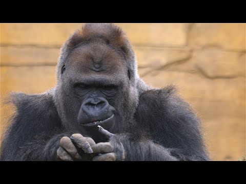 Gorilla Extravaganza: 5 Mind-Blowing Fun Facts