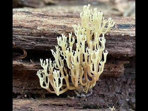 Differences between tasty Artomyces pyxidatus - crown-tipped coral - and Ramaria mushrooms