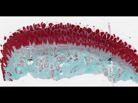 Histology Quiz - 1