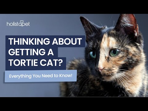 Why Get a Tortoiseshell Cat: Everything You Need to Know