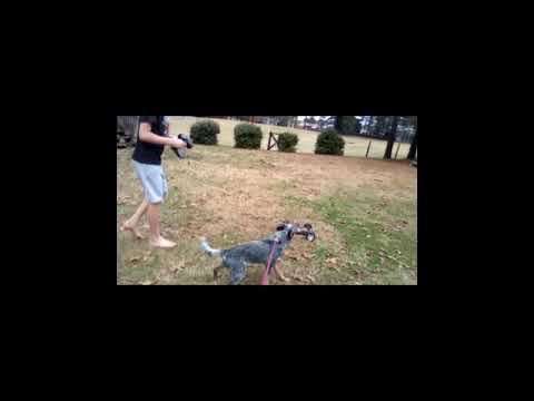 Australian cattle dog beats 35 + Mph rc car!!