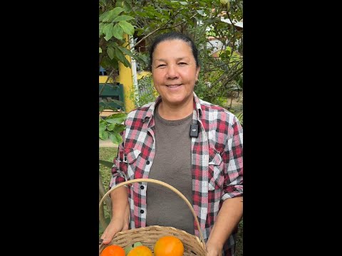 Colhendo caqui na roça #roça #caqui #fruta