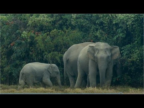 Elephants and Us_Assam