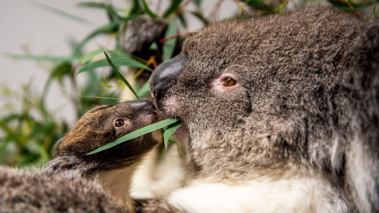 Meet our newest addition: a koala joey!